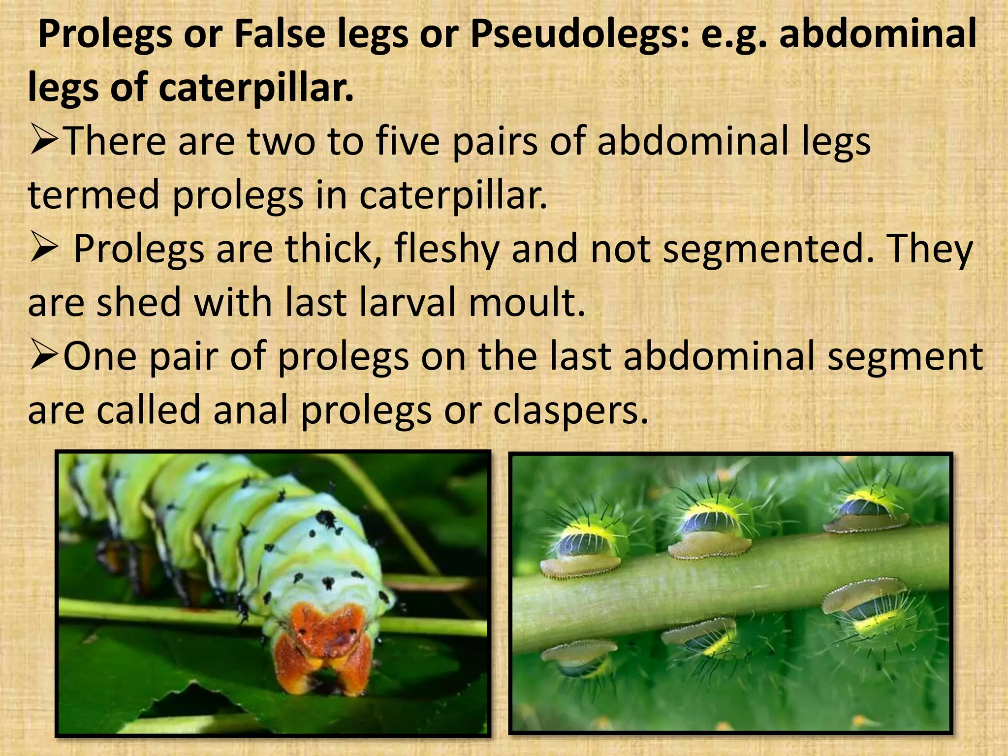 TYPES OF INSECT LEGS | PPTX