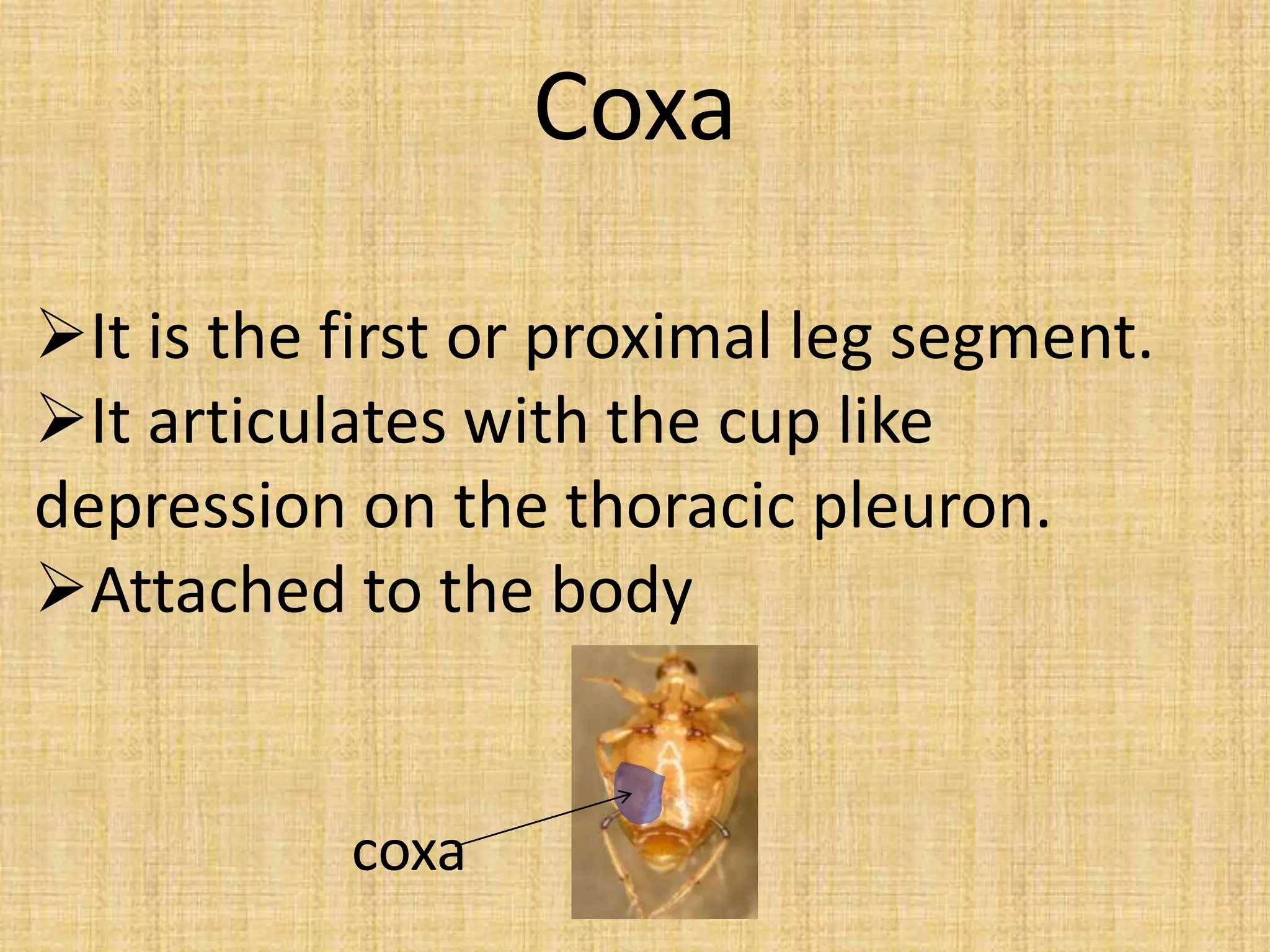 TYPES OF INSECT LEGS | PPTX