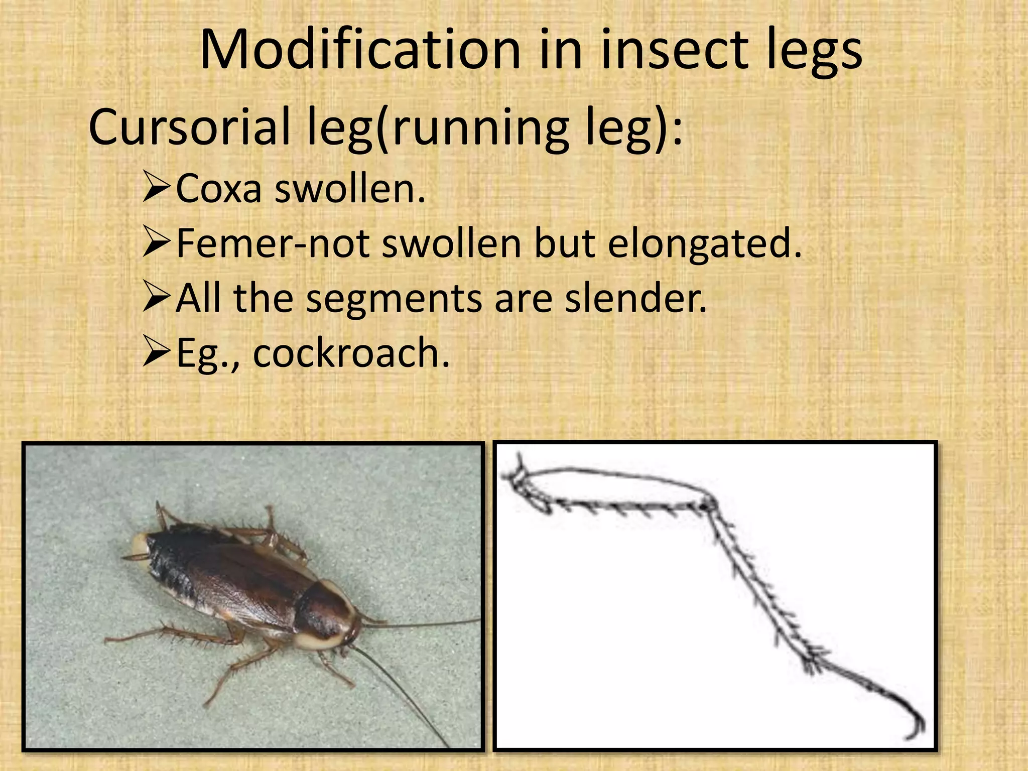 TYPES OF INSECT LEGS | PPTX