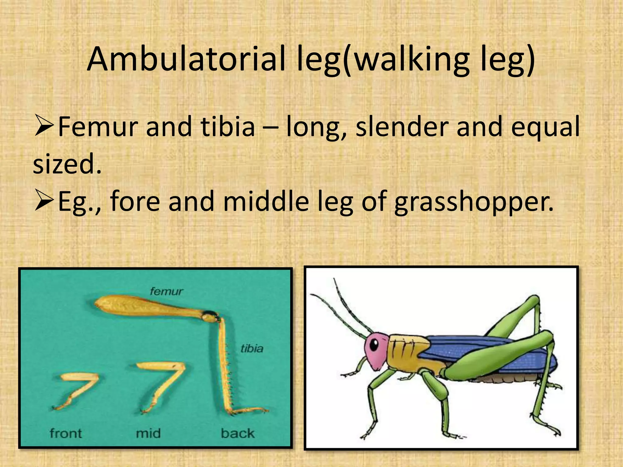 TYPES OF INSECT LEGS | PPTX | Beekeeping | Hobbies & Interests