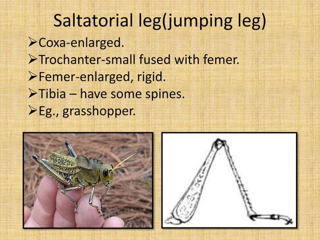 TYPES OF INSECT LEGS | PPTX | Beekeeping | Hobbies & Interests