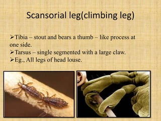 TYPES OF INSECT LEGS | PPTX | Beekeeping | Hobbies & Interests