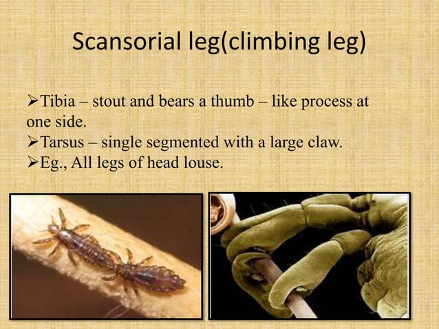 TYPES OF INSECT LEGS | PPTX | Beekeeping | Hobbies & Interests