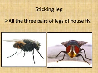 TYPES OF INSECT LEGS | PPTX | Beekeeping | Hobbies & Interests