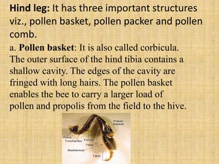 TYPES OF INSECT LEGS | PPTX