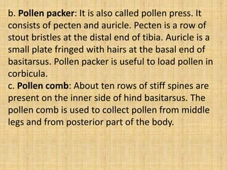 TYPES OF INSECT LEGS | PPTX