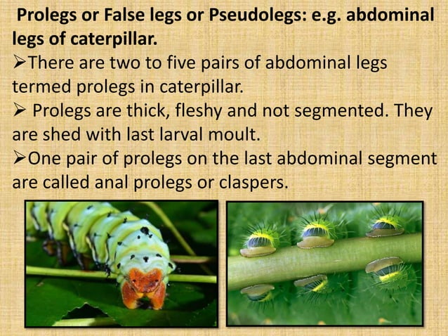 TYPES OF INSECT LEGS | PPTX | Beekeeping | Hobbies & Interests