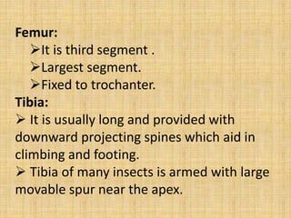 TYPES OF INSECT LEGS | PPTX | Beekeeping | Hobbies & Interests