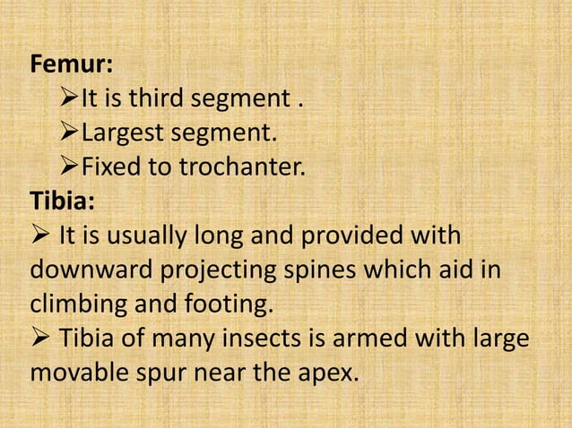 TYPES OF INSECT LEGS | PPTX | Beekeeping | Hobbies & Interests