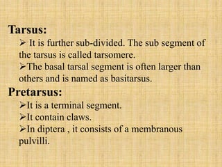 TYPES OF INSECT LEGS | PPTX