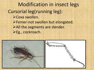 TYPES OF INSECT LEGS | PPTX | Beekeeping | Hobbies & Interests