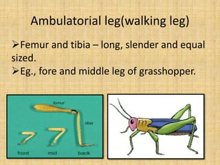 TYPES OF INSECT LEGS | PPTX