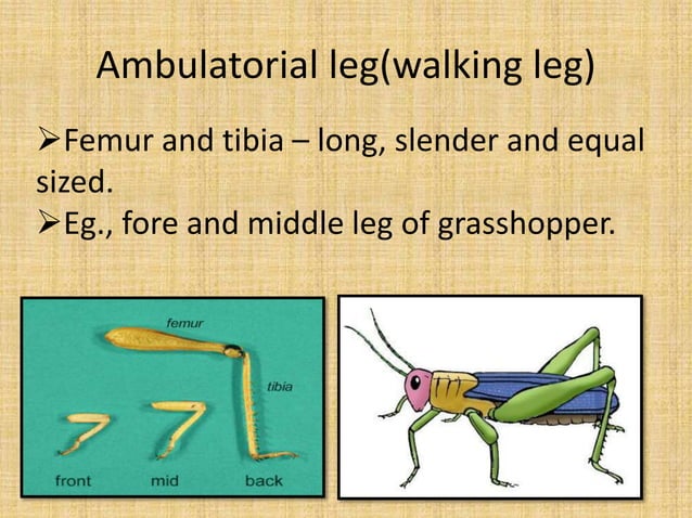 TYPES OF INSECT LEGS | PPTX | Beekeeping | Hobbies & Interests