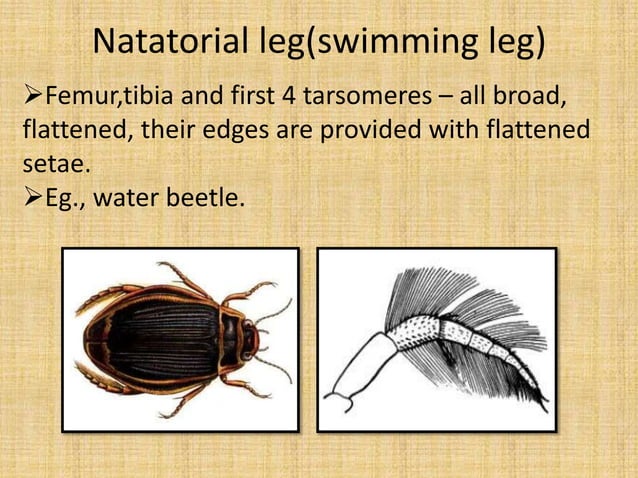 TYPES OF INSECT LEGS