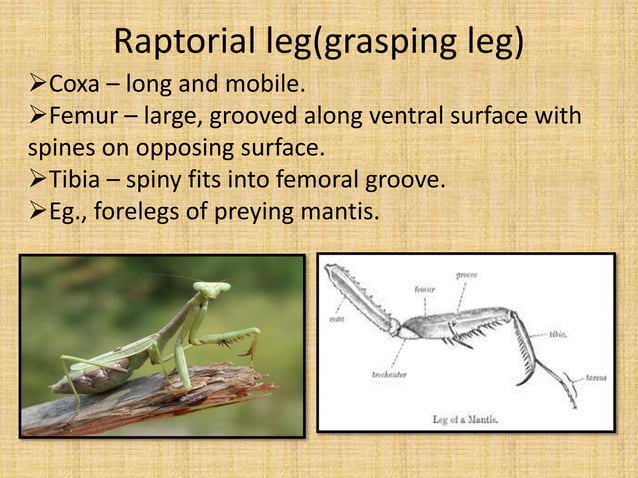 TYPES OF INSECT LEGS