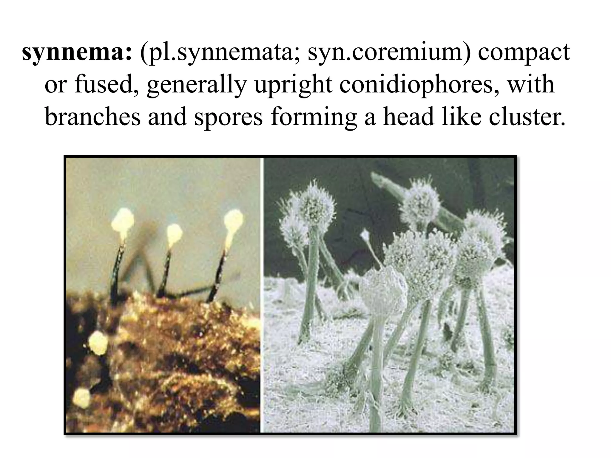 Asexual Fruiting bodies of fungi | PPTX