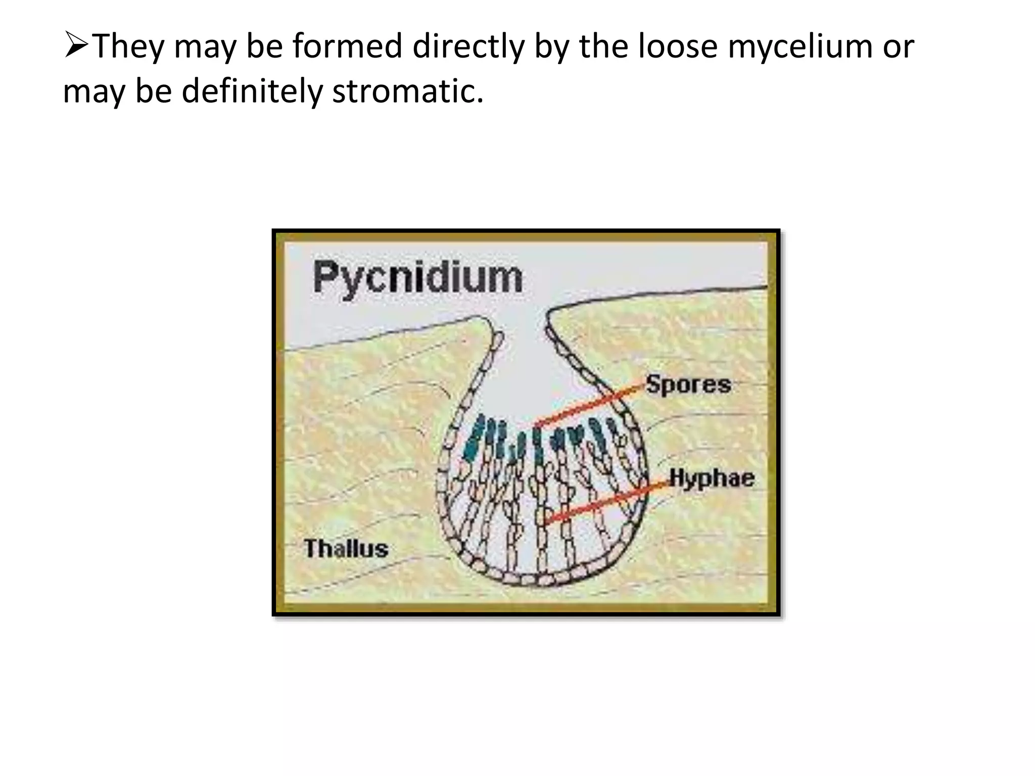 Asexual Fruiting bodies of fungi | PPTX