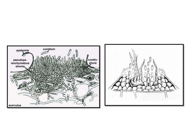 Asexual Fruiting bodies of fungi | PPTX | Biological Sciences | Science
