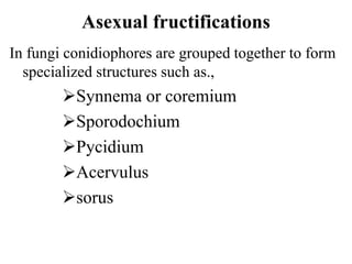Asexual Fruiting bodies of fungi | PPTX