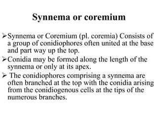 Asexual Fruiting bodies of fungi | PPTX