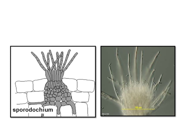 Asexual Fruiting bodies of fungi | PPTX | Biological Sciences | Science