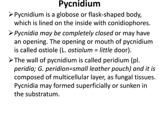 Asexual Fruiting bodies of fungi | PPTX