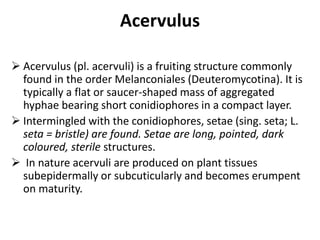 Asexual Fruiting bodies of fungi | PPTX
