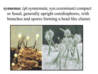 Fungal Fruiting Body