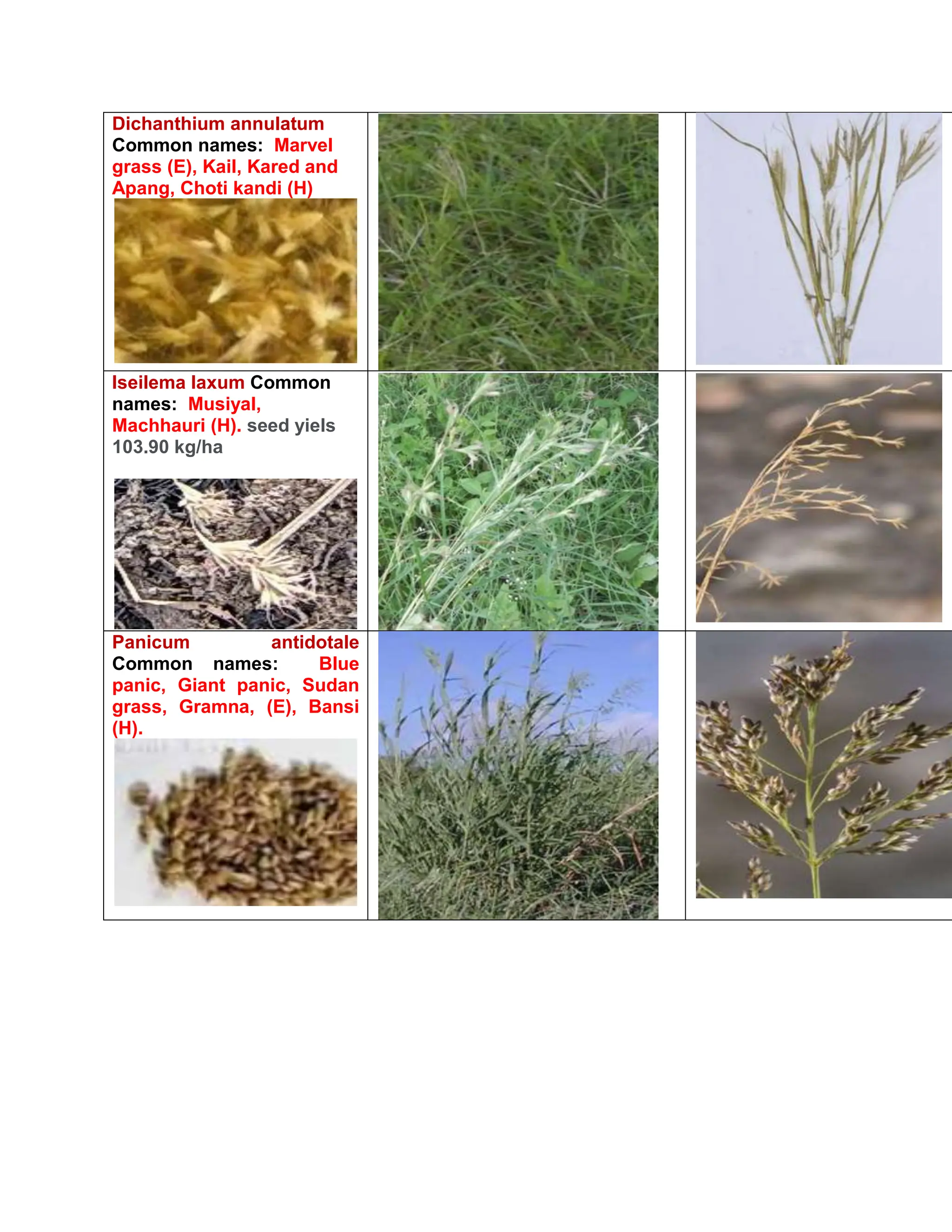 Mechanical harvesting and processing of tropical grass seeds | DOCX