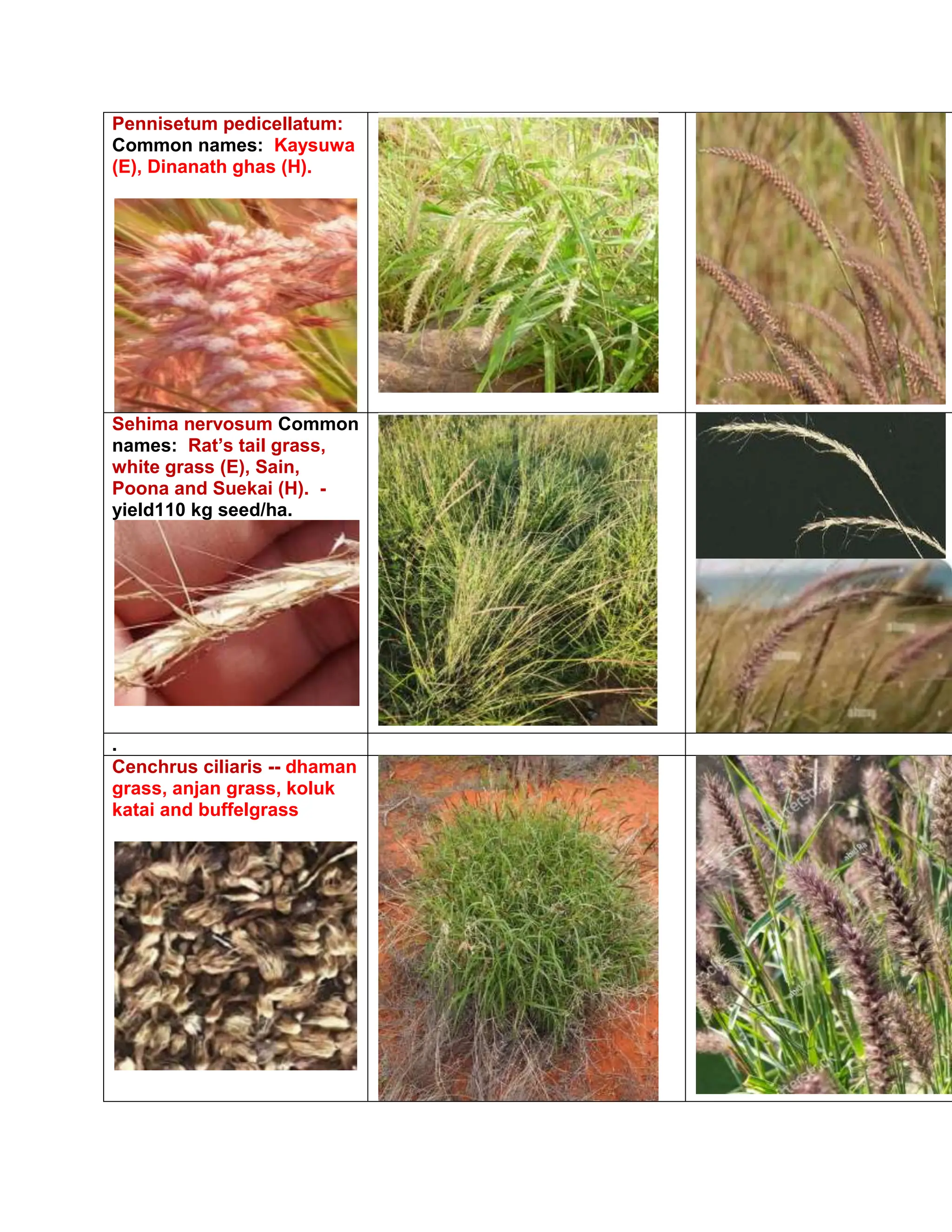 Mechanical harvesting and processing of tropical grass seeds | DOCX