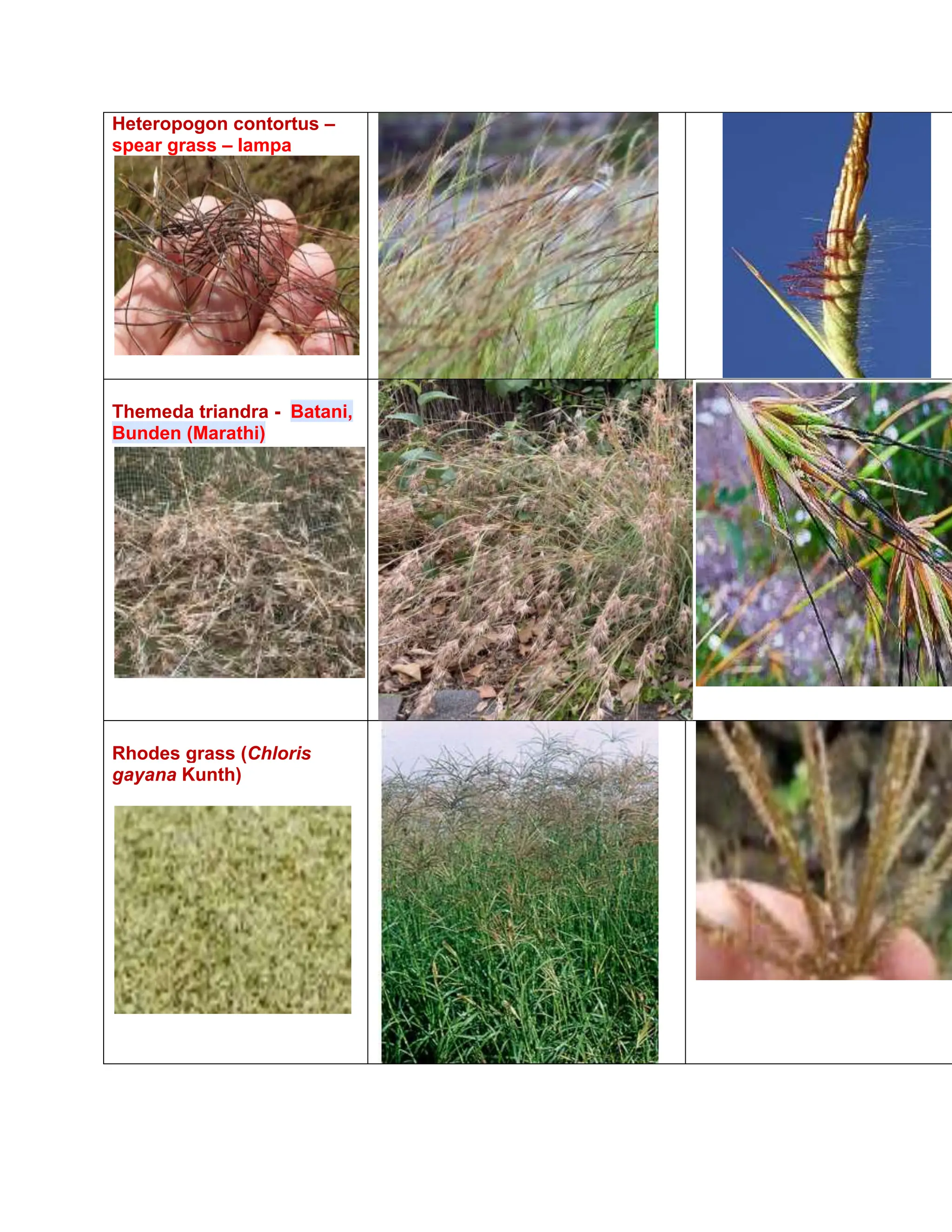 Mechanical harvesting and processing of tropical grass seeds | DOCX