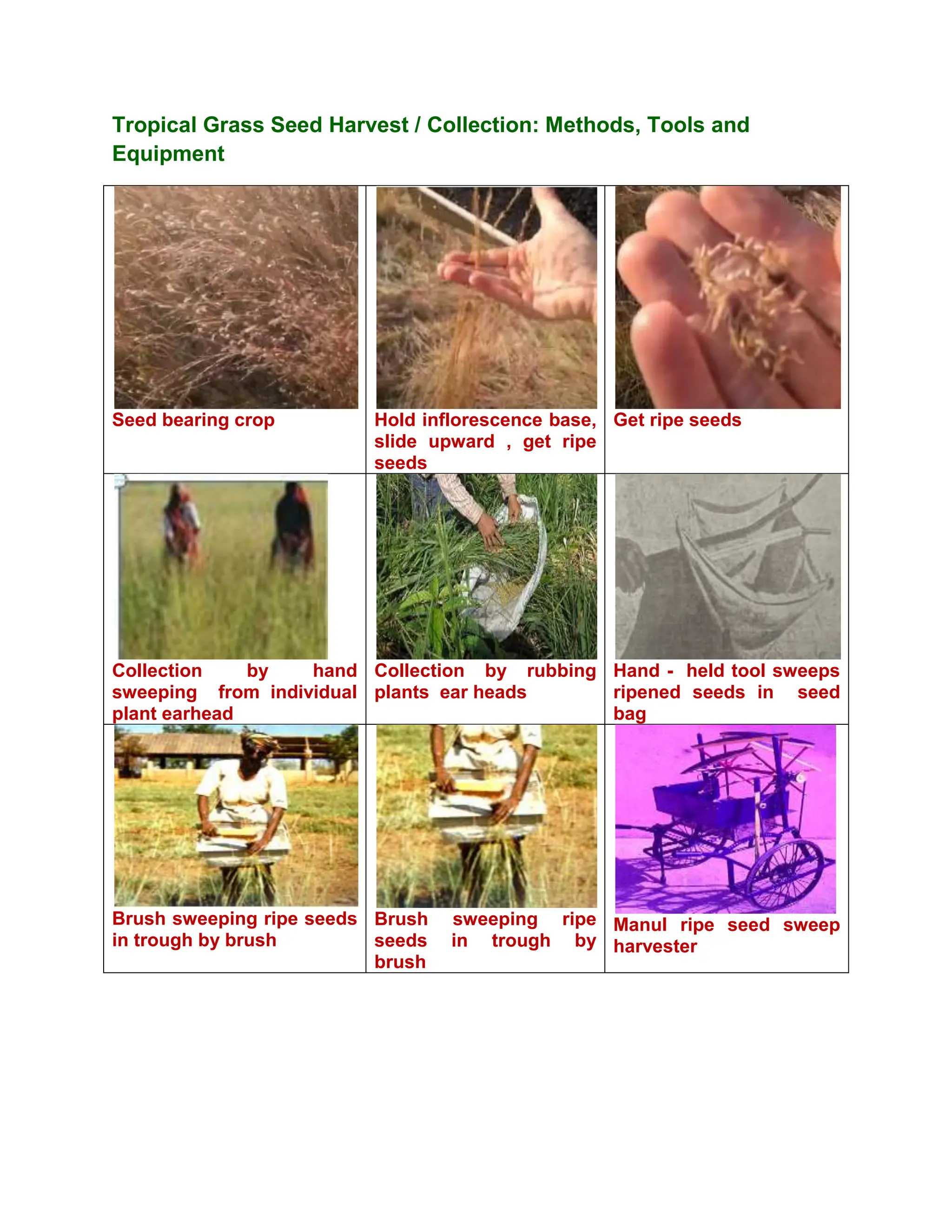 Mechanical harvesting and processing of tropical grass seeds | DOCX