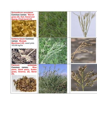 Mechanical harvesting and processing of tropical grass seeds | DOCX