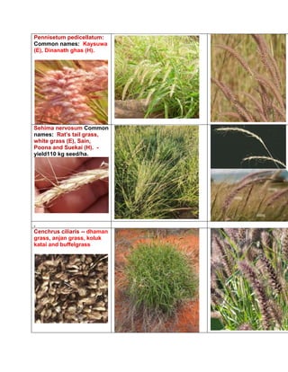 Mechanical harvesting and processing of tropical grass seeds | DOCX