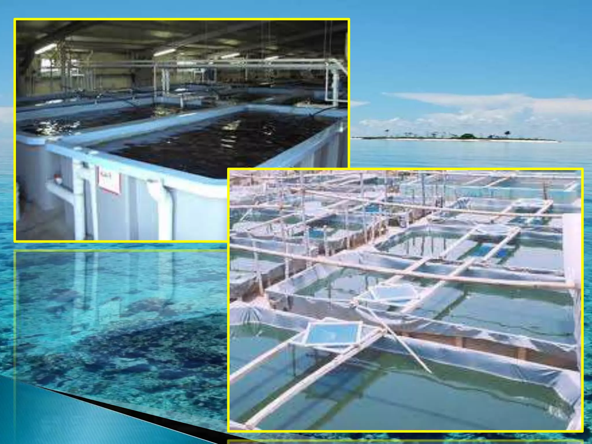Yaman Dagat Power Point | PPTX