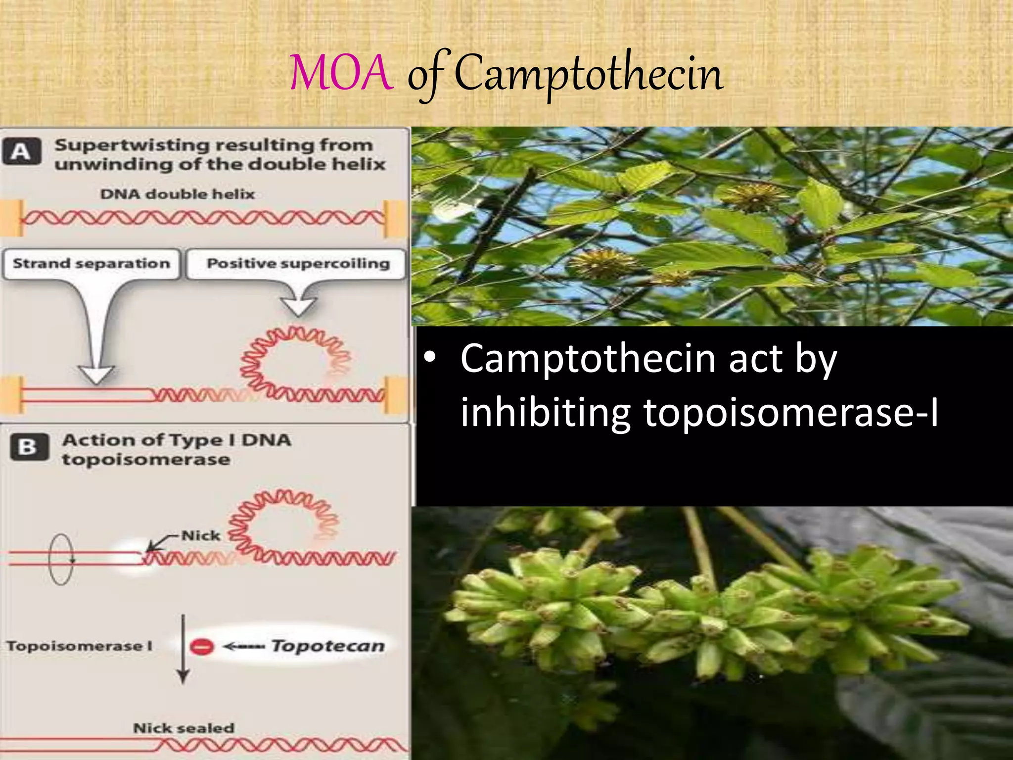 Anti cancer drugs | PPTX
