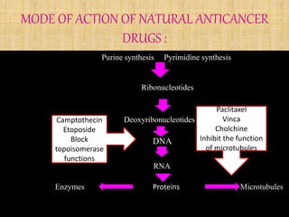 Anti cancer drugs | PPTX
