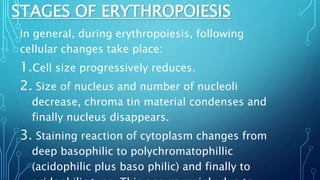 Erythropoiesis in human body physiology seminar | PPT
