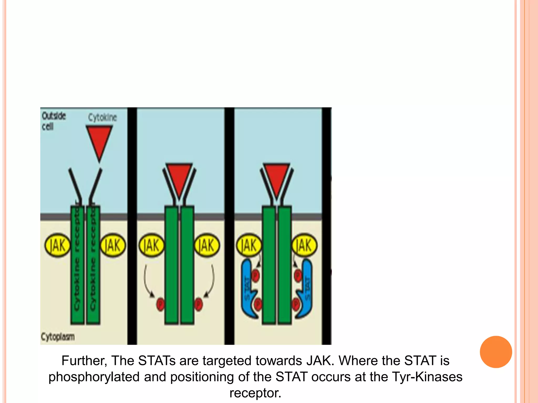 Jak stat signaling pathway | PPT