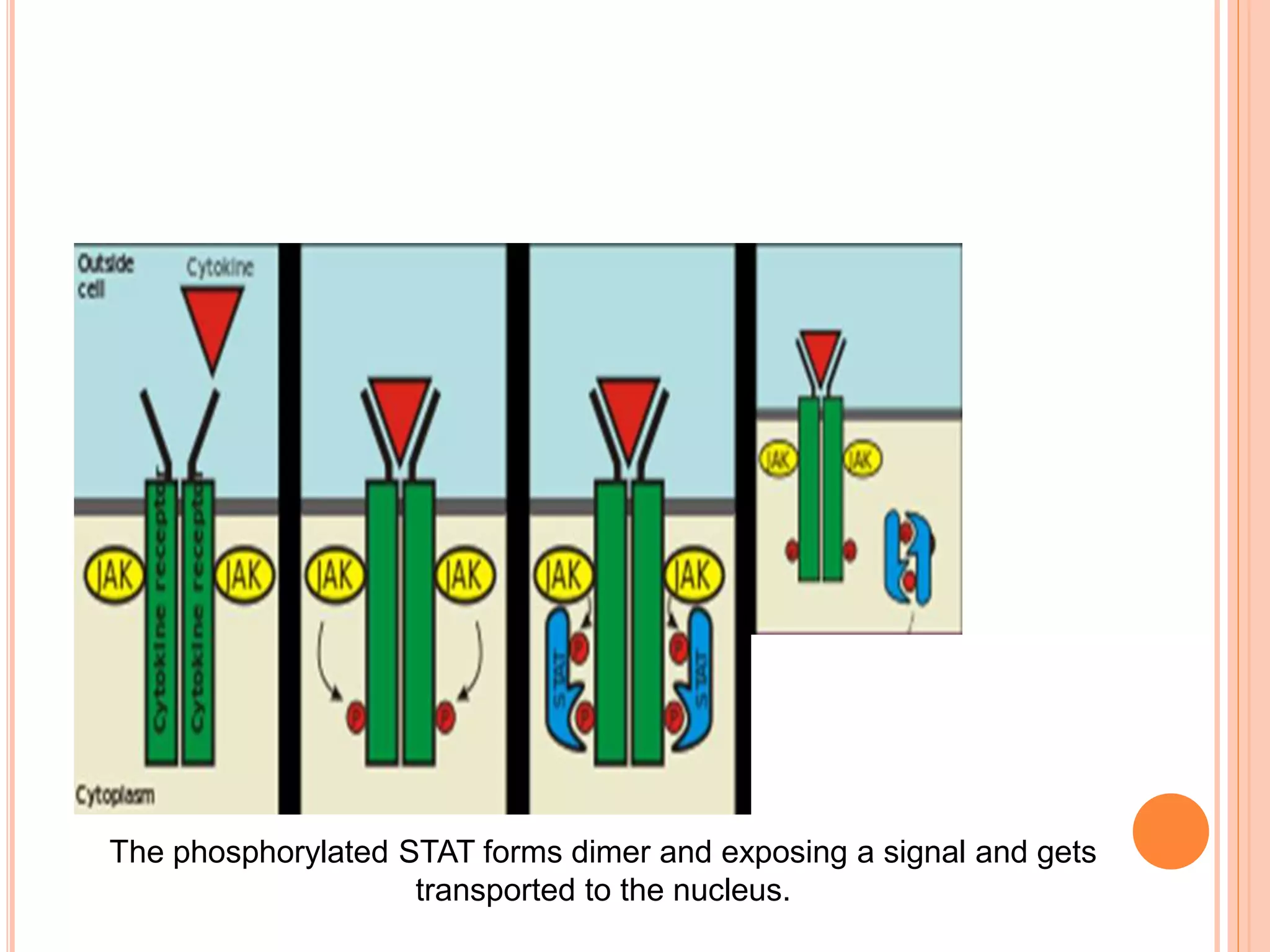 Jak stat signaling pathway | PPT