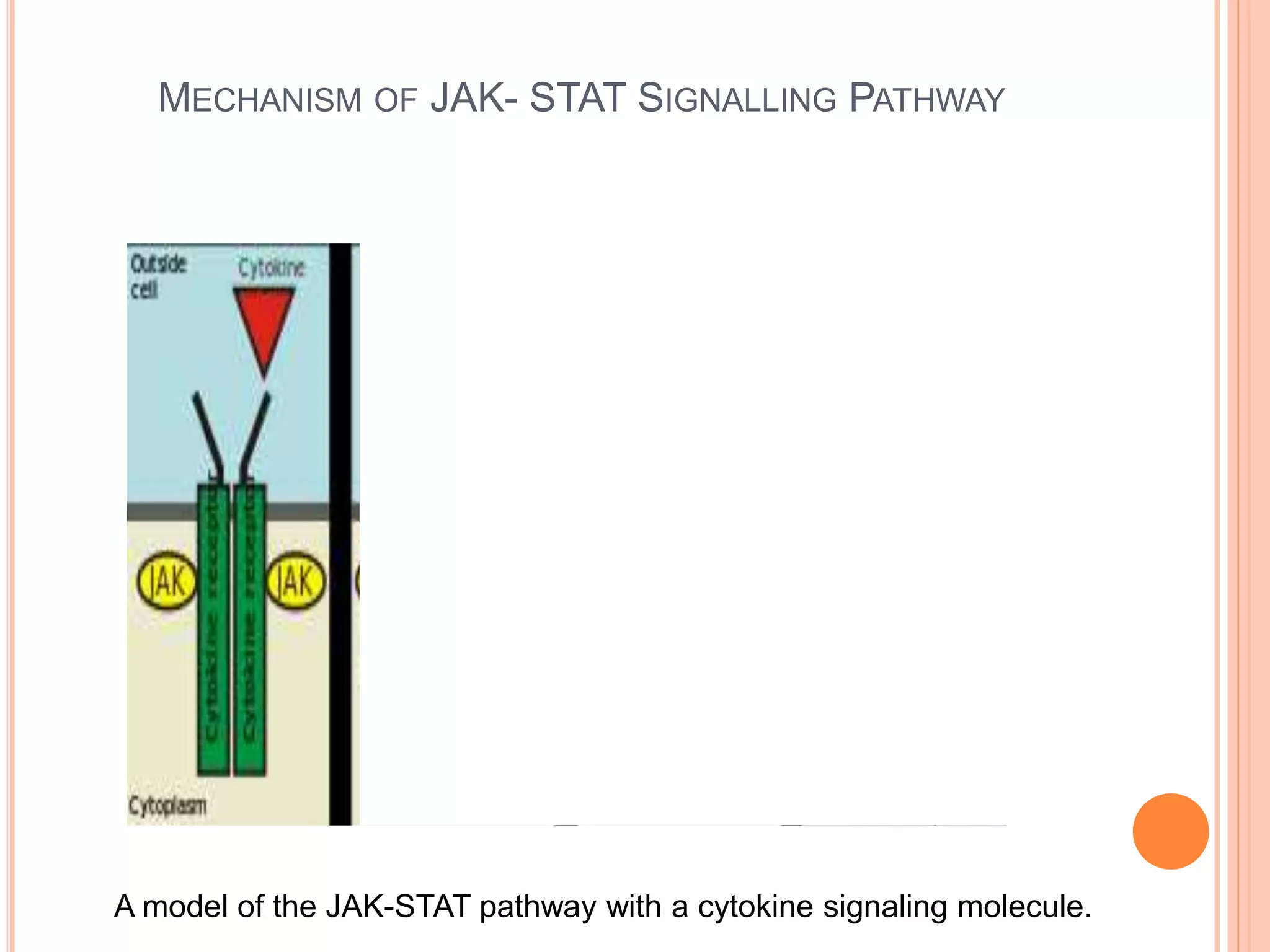 Jak stat signaling pathway | PPT