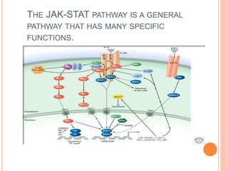 Jak stat signaling pathway | PPT