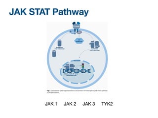 JAK Inhibitors in Dermatology 2023 , all type of JAK uses | PDF