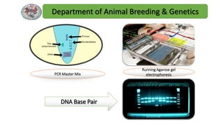Animal Husbandry internship ,internship | PPTX