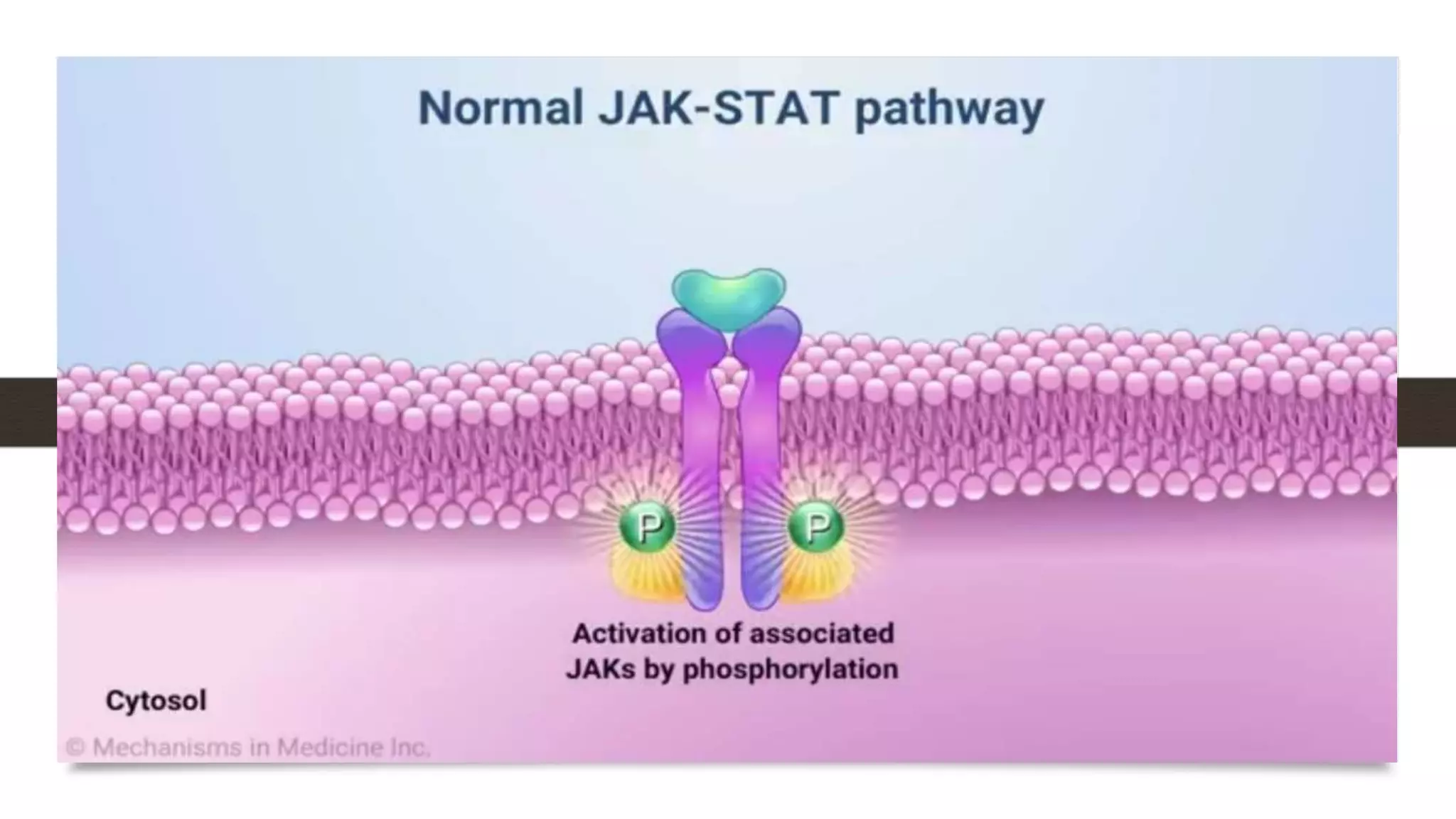Regulation of JAK STAT Pathway | PPTX