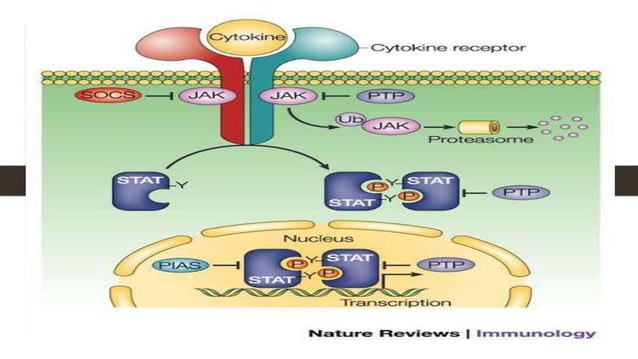Regulation of JAK STAT Pathway | PPT