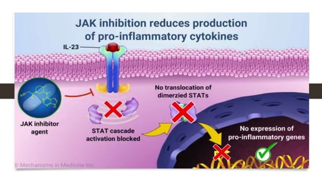 Regulation of JAK STAT Pathway | PPT