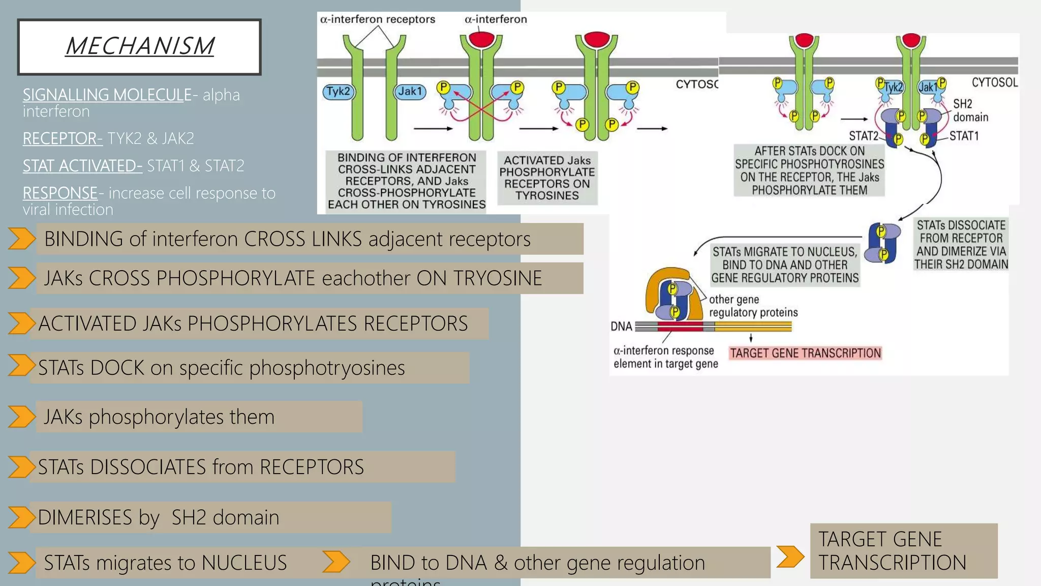 Jak Stat Pathway Pptx Endocrine And Metabolic Diseases Diseases