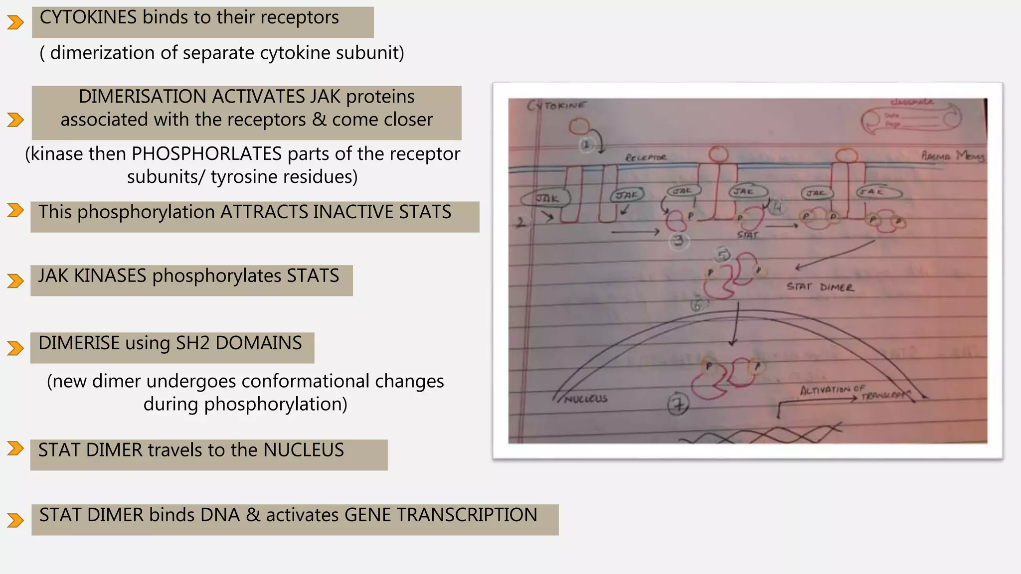 Jak Stat Pathway Pptx Endocrine And Metabolic Diseases Diseases