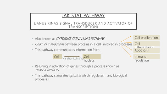 Jak stat pathway | PPTX | Endocrine and Metabolic Diseases | Diseases ...